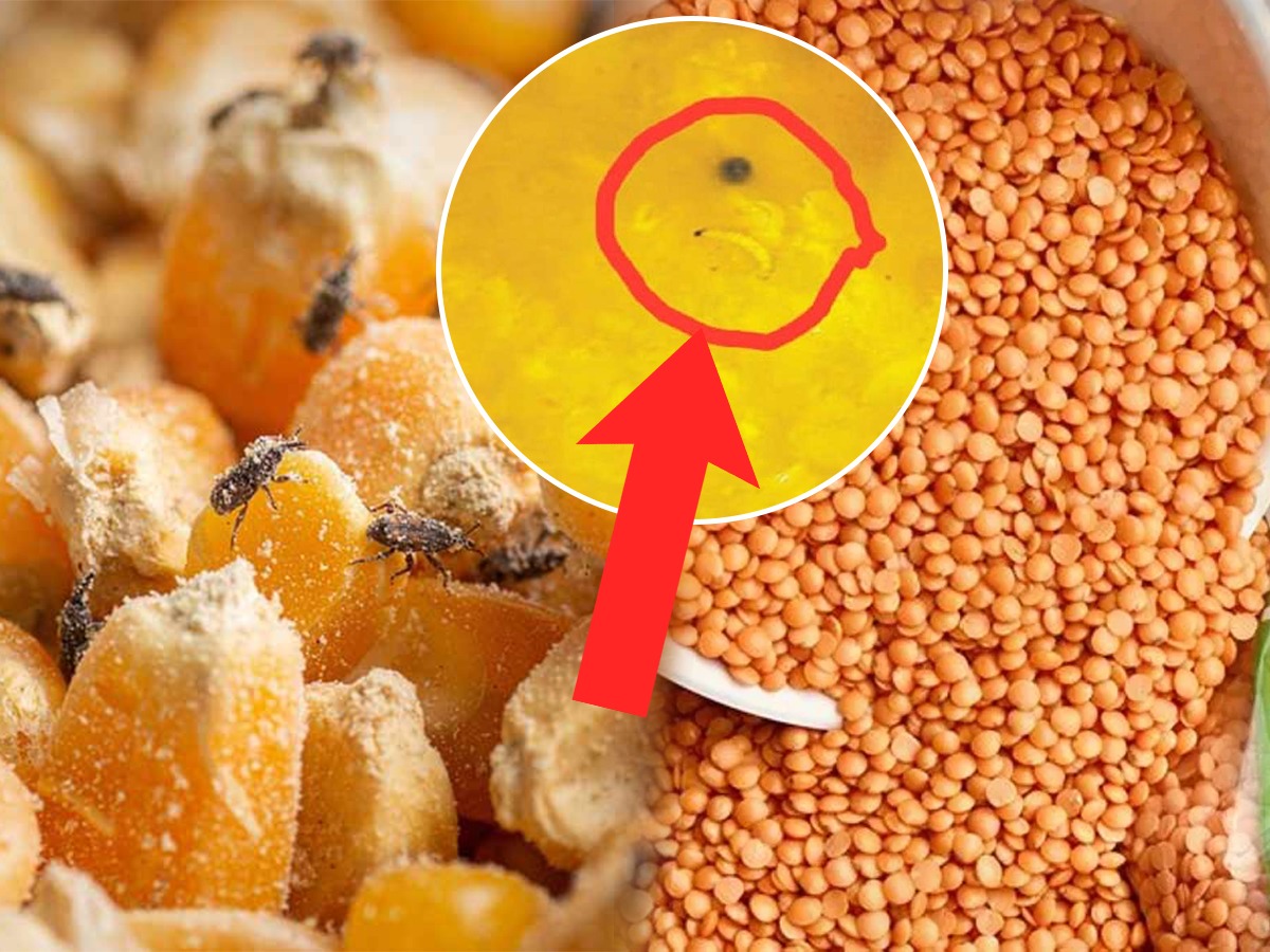 How To Get Rid Of Rice Weevil From Dal : डाळीतले किडे, दगडं काढण्याची ...