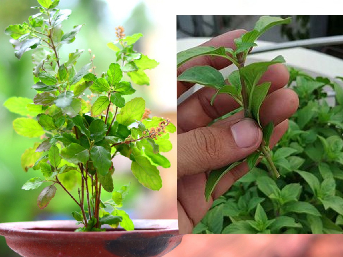 तुळशीची पानं रोजच चावून चावून खाता? तुळस बहूगुणी असली तरी रोज पानं खाणं ...