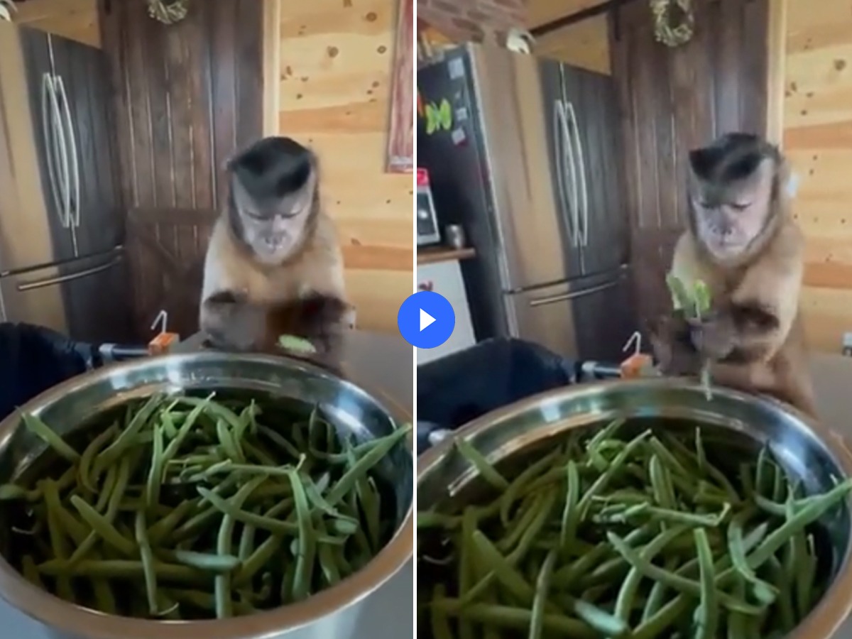 Viral Video of Monkey : बोंबला! या बाईनं माकडालाच भाजी निवडायला बसवलं ...