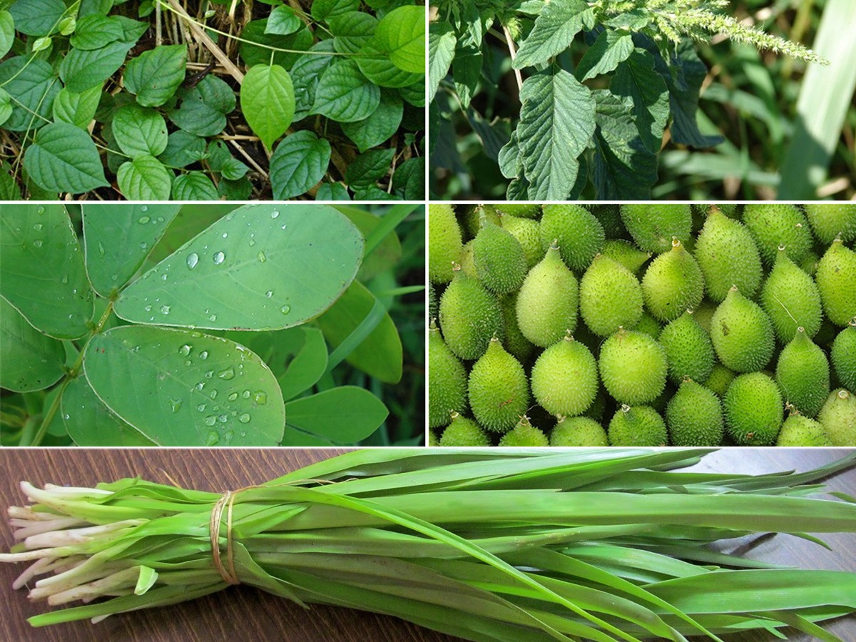 पावसाळ्यातल्या संसर्गजन्य आजारांना दूर ठेवणाऱ्या गुणकारी रानभाज्या ...