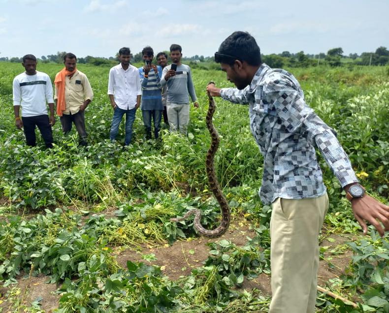 बापरे! सोयाबीनमध्ये ७ फुट लांब अजगर; सर्पमित्रांनी पकडून दिले जीवदान ...