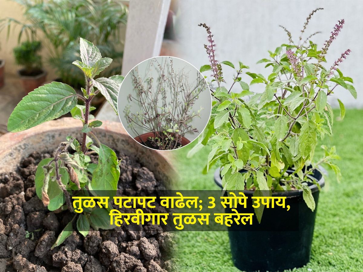घरातल्या तुळशीची वाढच होत नाही? करा ३ उपाय, तुळस वाढेल जोमाने-होईल ...