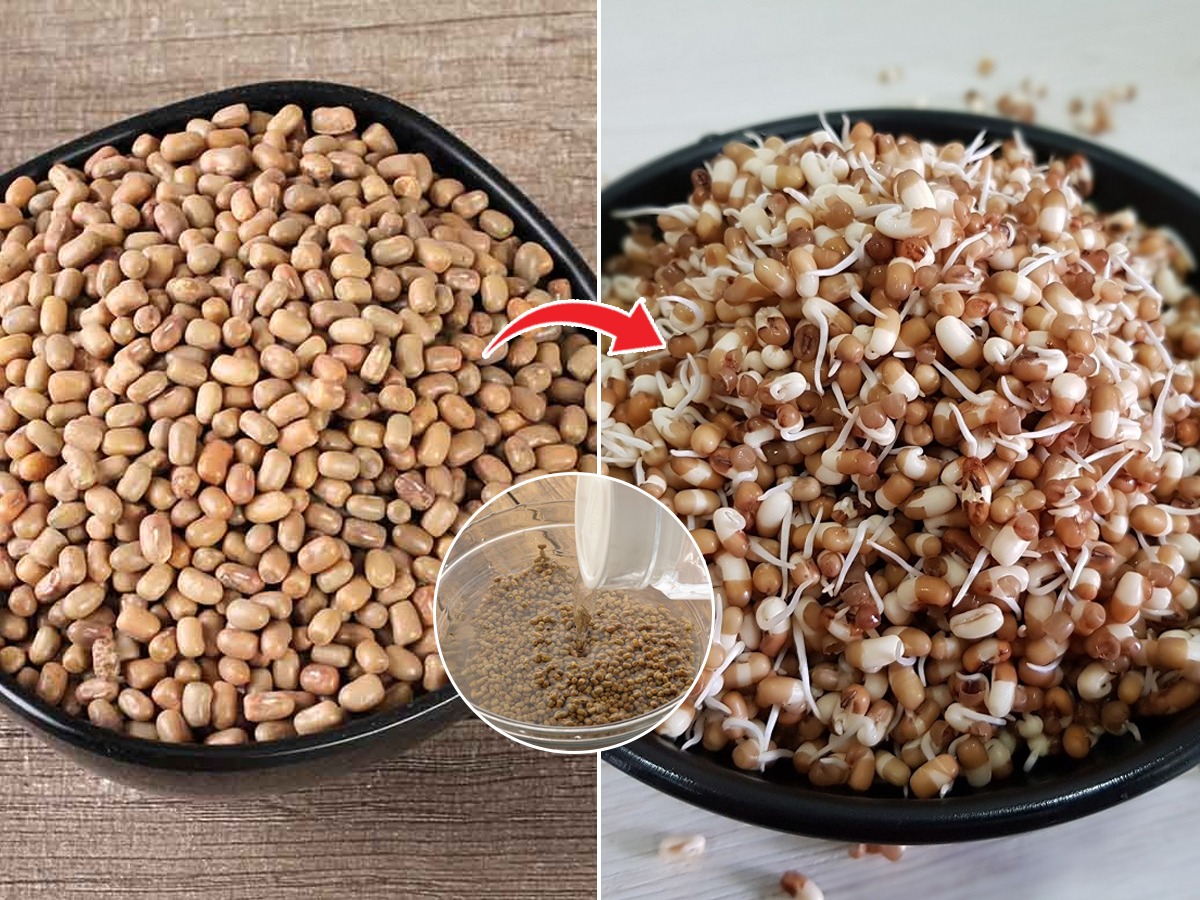 मटकीला भरपूर आणि लांबसडक मोड येण्यासाठी १ सोपी ट्रिक, मटकीची उसळ होईल ...