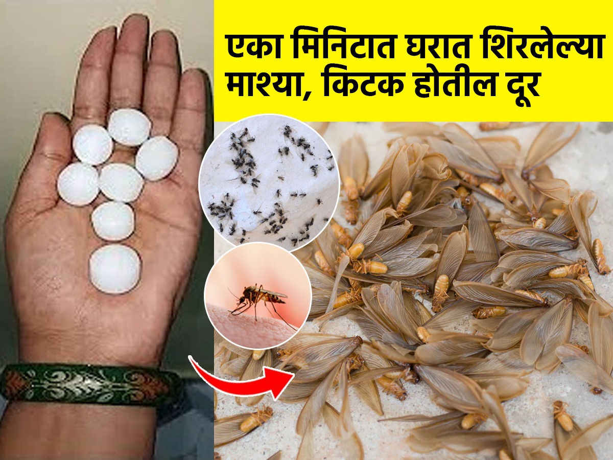 पावसाळ्यात घरात माश्या, डास फार झालेत? 5 सोपे उपाय; अजिबात किटकांचा ... पावसाळ्यात घरात माश्या, डास फार झालेत? 5 सोपे उपाय; अजिबात किटकांचा ...