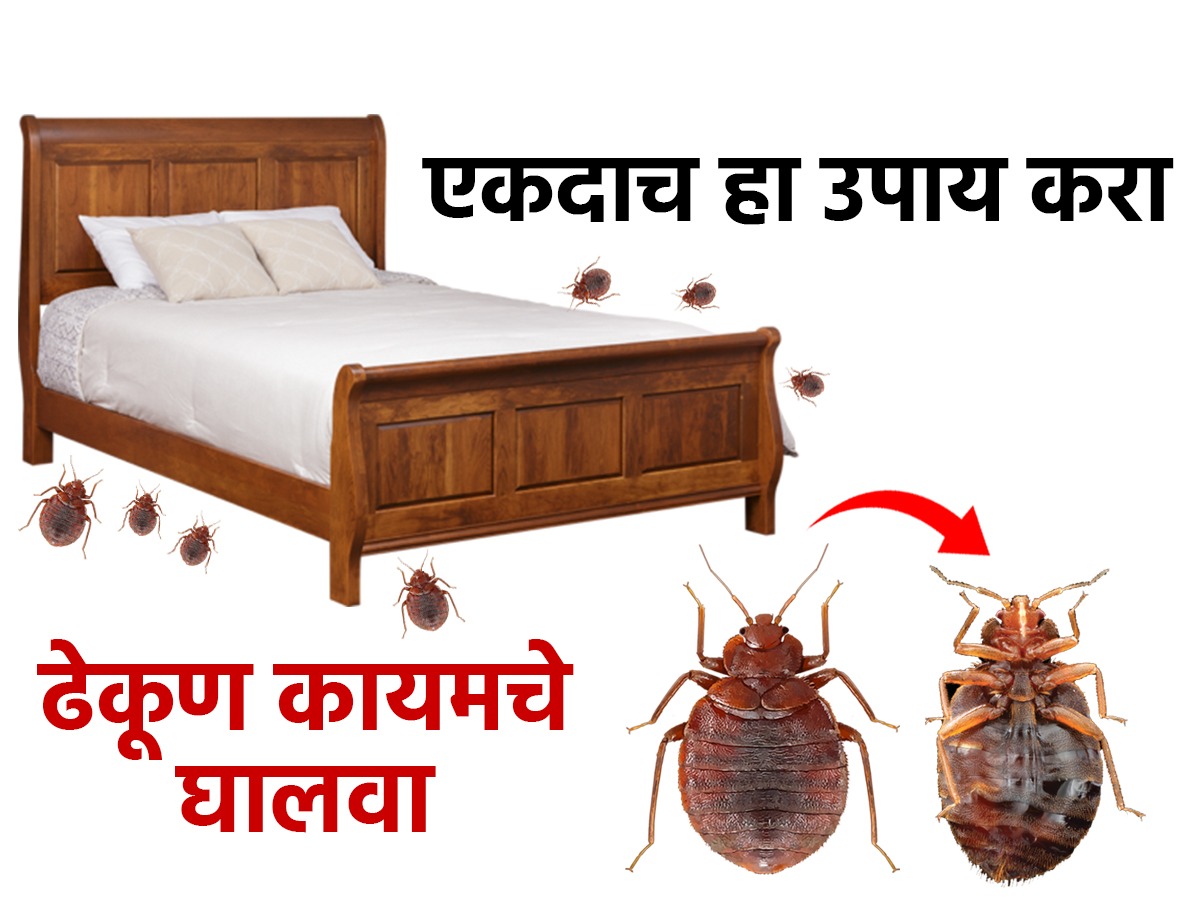 घरात सतत ढेकूण होतात? ५ सोपे उपाय, एकही ढेकूण दिसणार नाही, परत होणार ...