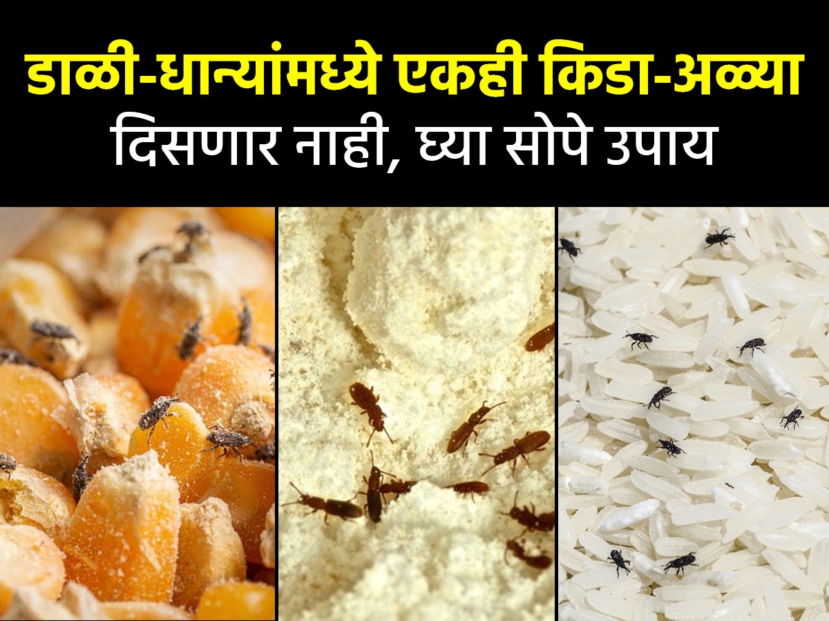 रवा-विविध प्रकारच्या डाळींमध्ये किडे-अळ्या होतात? ७ सोपे उपाय, वर्षभर ...