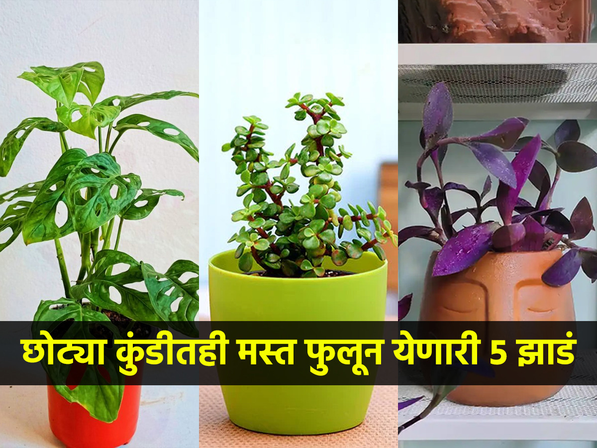 छोट्या कुंडीतही भरपूर फुलून येणारी ७ रोपं, बघा कमी जागेत भरपूर झाडं ...