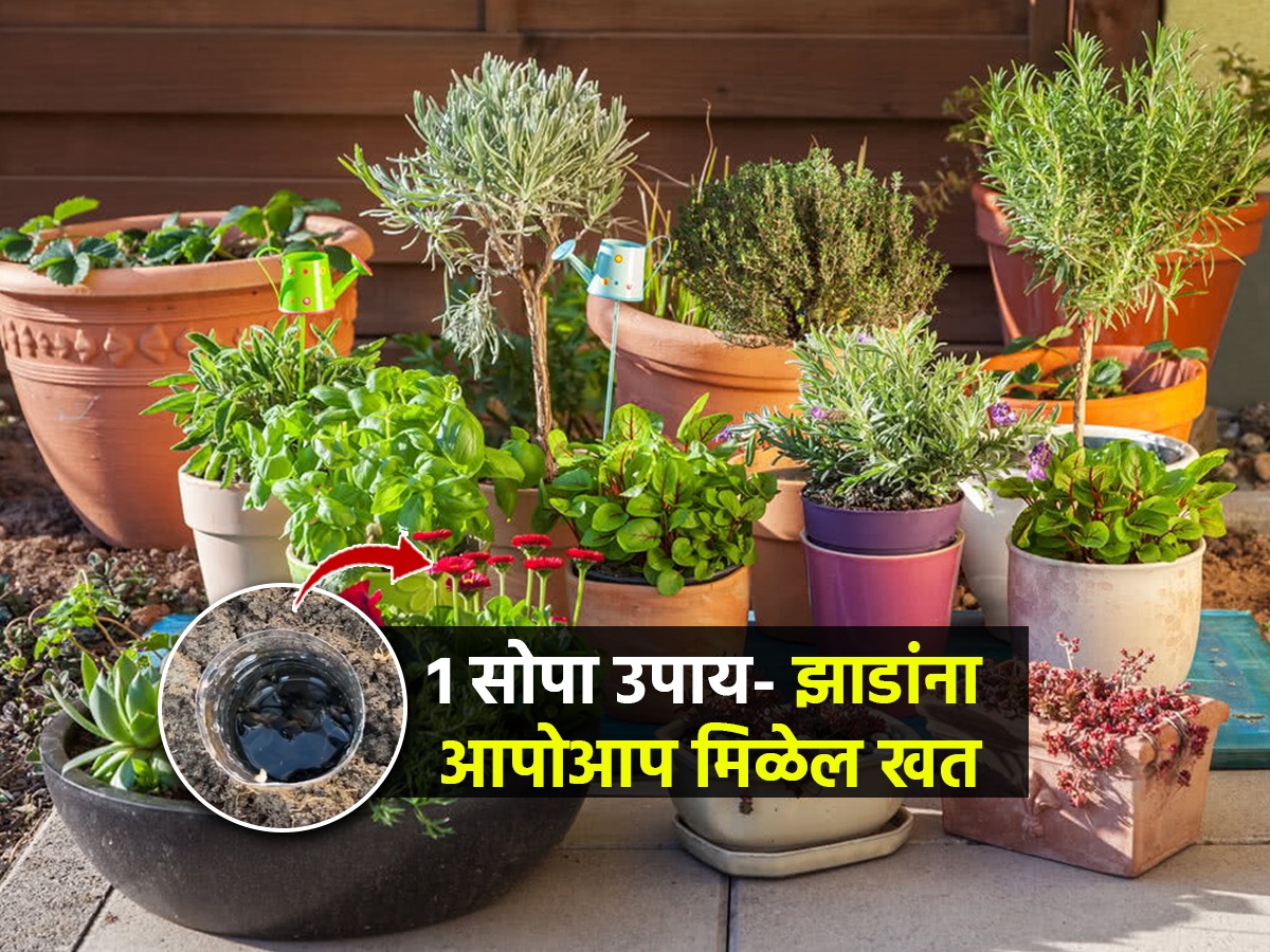 झाडांना खत टाकायला वेळच नाही? फक्त एवढं १ काम करा- आपोआप खत मिळून झाडं ...