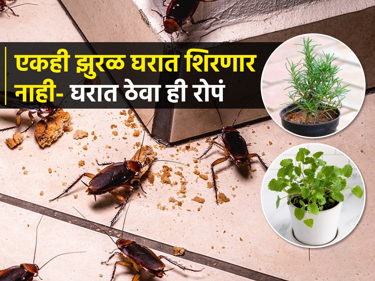 रात्री किचनमध्ये खूप बारीक झुरळं होतात? ५ छोटी रोपं घरात ठेवा; झुरळं ...