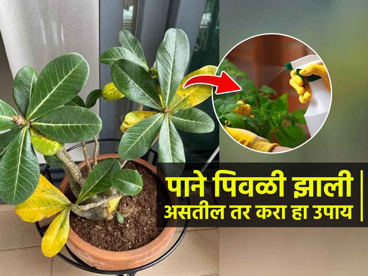 झाडांना हिरवंगार बनविणारं 'मॅजिक वॉटर'! पानं पिवळी पडत असतील तर करा 'हा ...