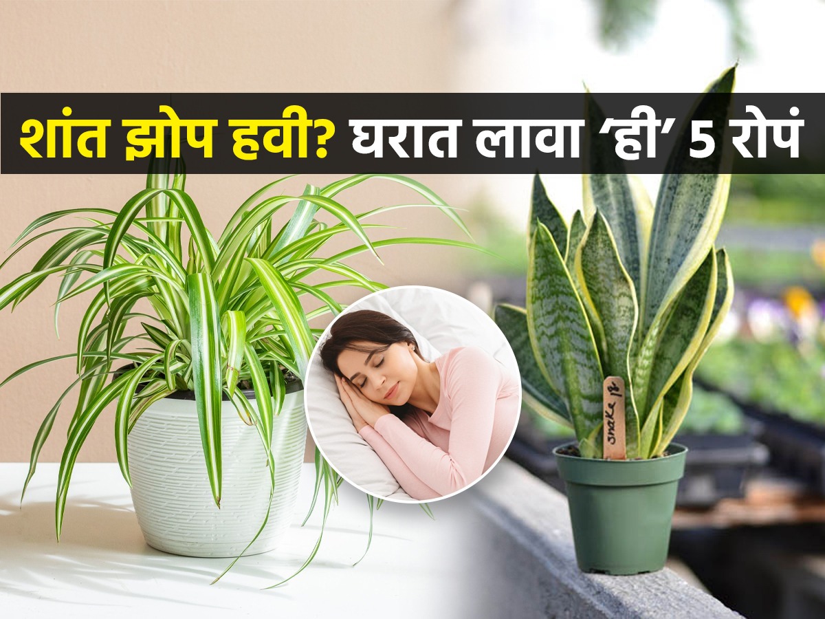 रात्री लवकर झोपच येत नाही? खोलीत 'ही' ५ रोपं ठेवा, रात्रभर लागेल गाढ ...