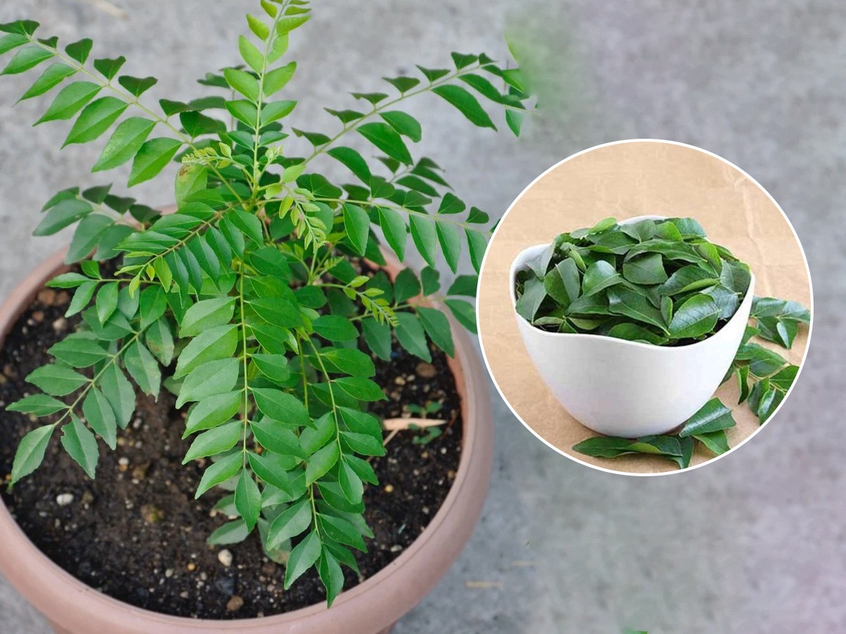 कढीपत्त्याचं रोप वाढेल भराभर, पानंही होतील सुगंधी- फक्त ५ गोष्टींची ...