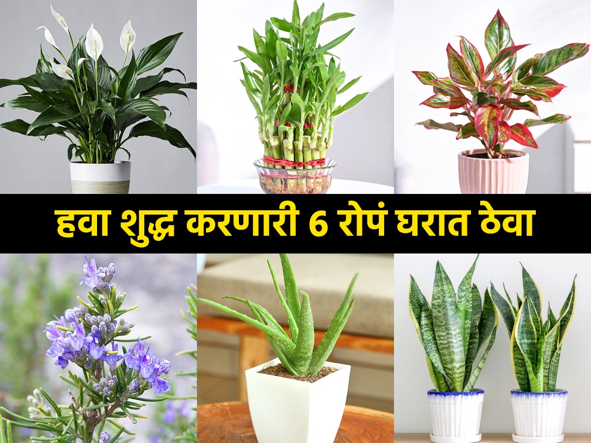 घरातली हवा कायम शुद्ध ठेवण्यासाठी ८ इन्डोर प्लान्टस; ऑक्सिजन मिळेल ...