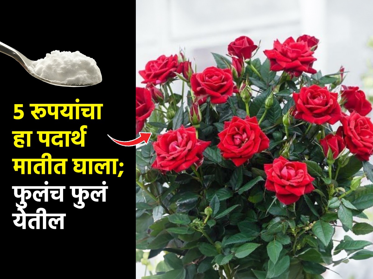 गुलाबाला फुल येत नाही-पानंच वाढतात? 5 रूपयांचा हा पदार्थ मिसळा, १५ ...