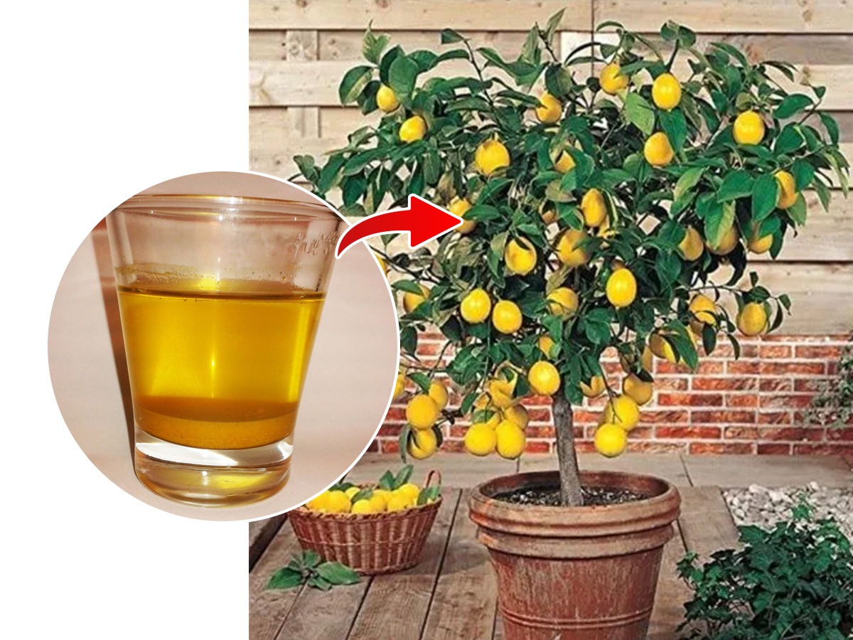 झाड खूप मोठे पण लिंबू लागत नाहीत? पाण्यात मिसळा एक पिवळा पदार्थ, येतील ...