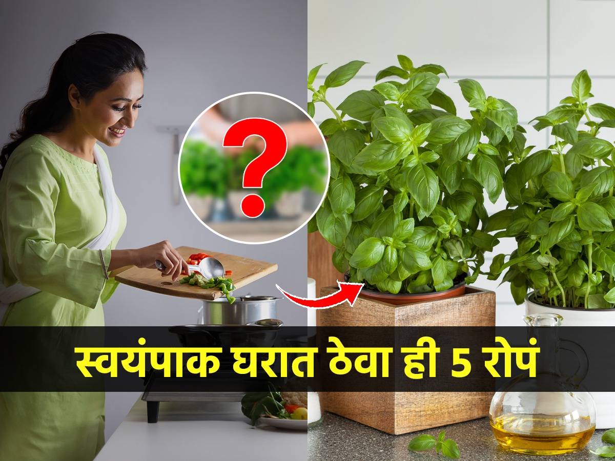 किचनमध्ये ठेवा पॉझिटीव्ह एनर्जी देणारी ५ रोपं.. स्वयंपाक करताना मन ...