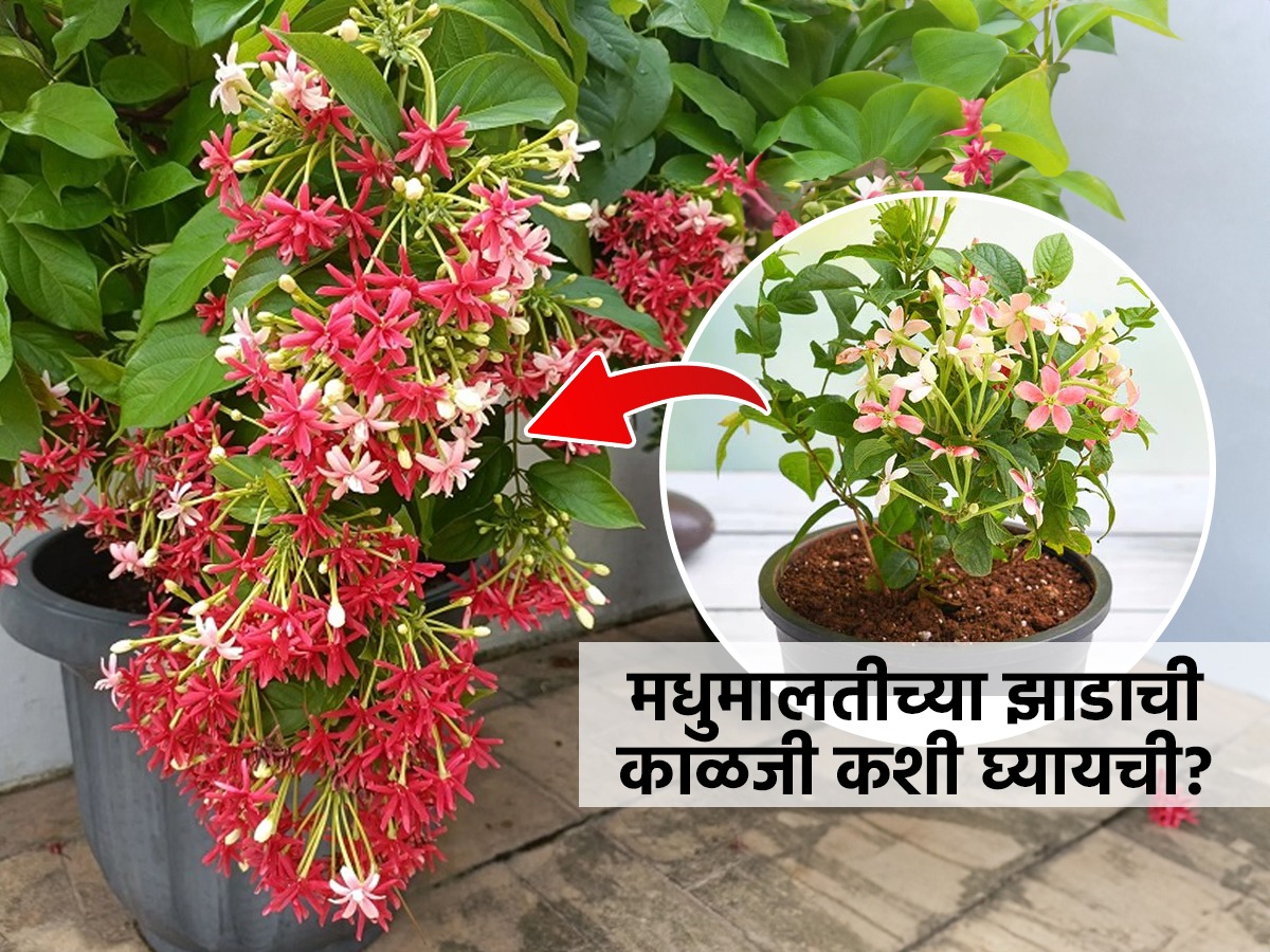 मधुमालतीची काळजी घेताना लक्षात ठेवा ३ गोष्टी- उन्हाळ्यात फुलांनी बहरून ...