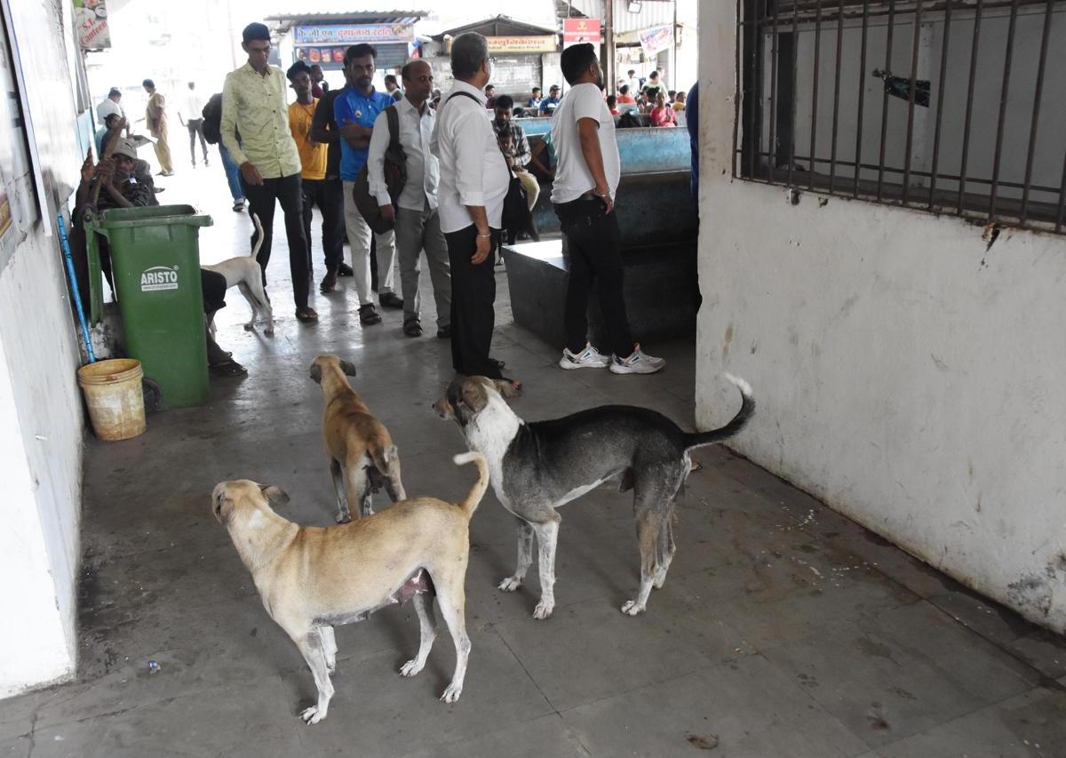 अलिबाग बसस्थानकावर मोकाट श्वानांची प्रवाशांनी घेतली धास्ती Raigad ...