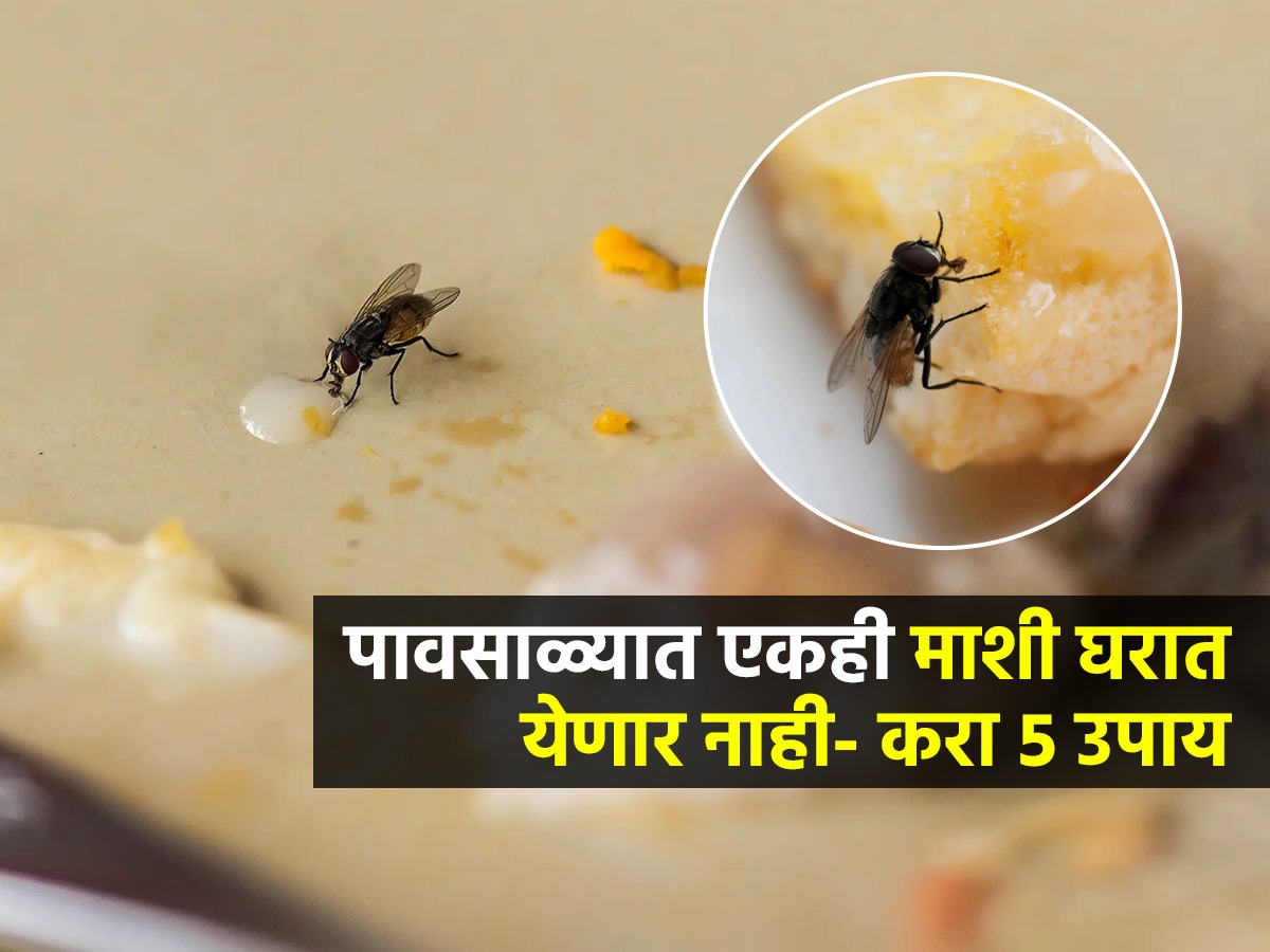 घरभर माशा भिरभिरतात? ५ गोष्टी घरात ठेवा, पावसाळ्यात माशांचा त्रास होईल ...