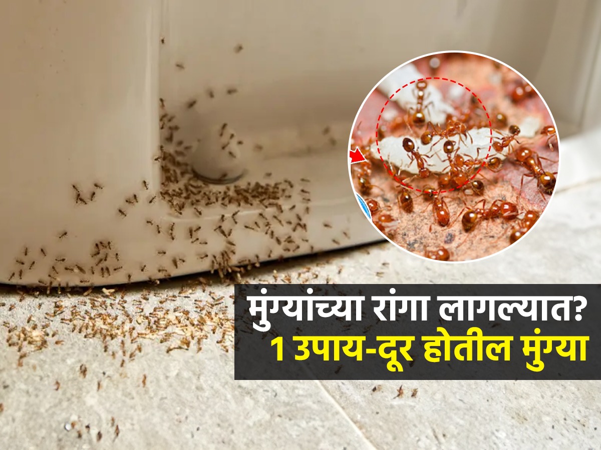 किचनमध्ये सतत मुंग्यांच्या रांगा लागतात? घरात ५ गोष्टी ठेवा, २ मिनिटांत ...
