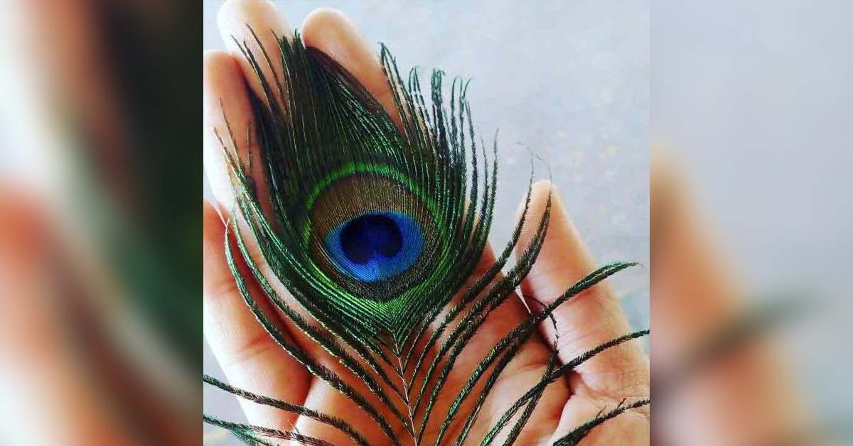 मोरपीस बाळगले तर होईल गुन्हा दाखल Gondia Marathi News | A case will be ...