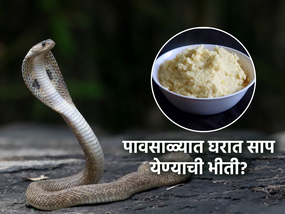 पावसाळ्यात साप घरात येण्याची भीती वाटते? ३ उपाय करा, साप घराच्या ...