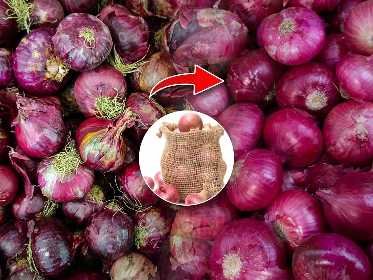 पावसाळ्यात कांदे सडतात - कोंब फुटतात? ३ जबरदस्त उपाय; घरातले कांदे खराब ...