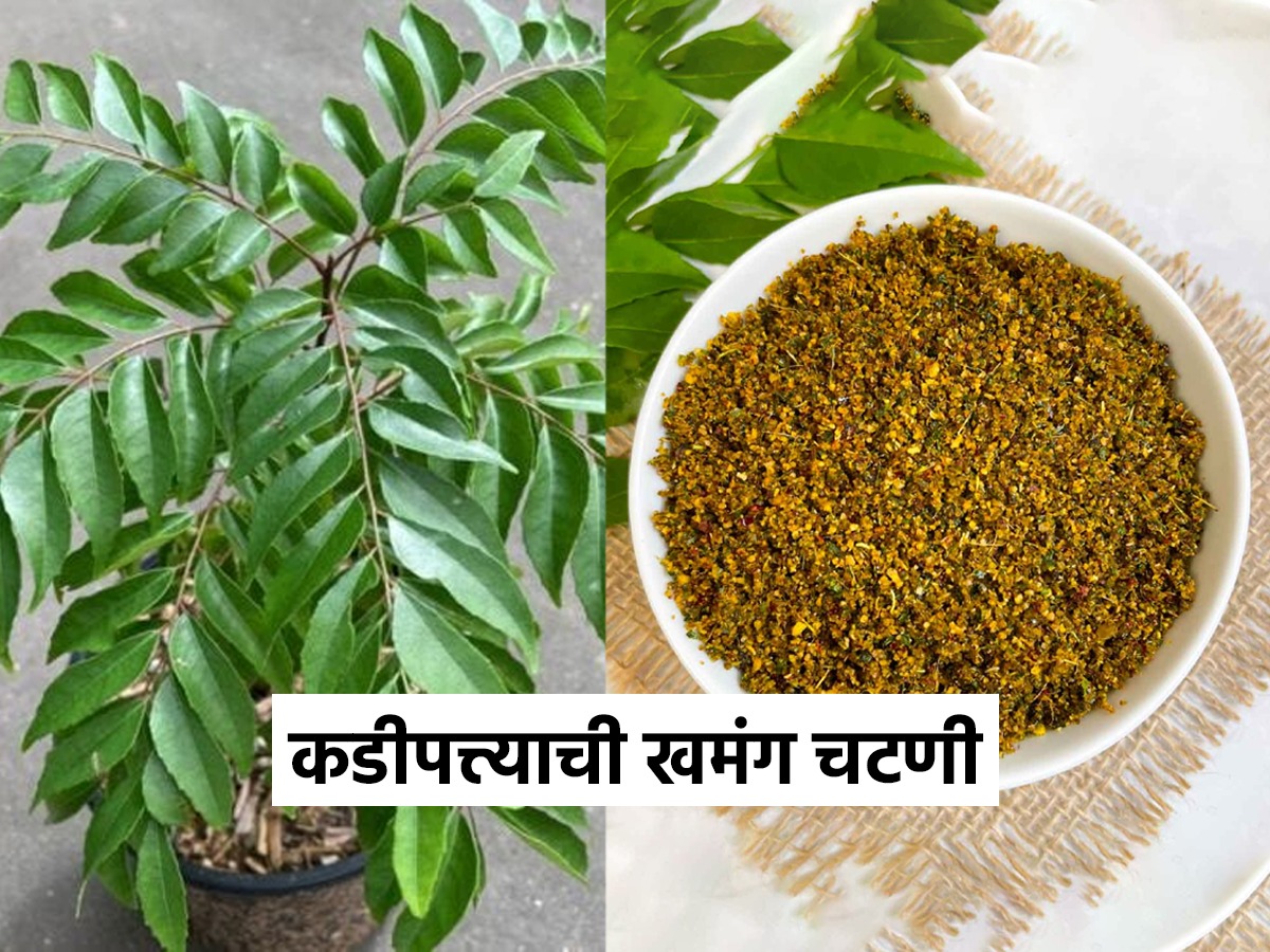 कडीपत्त्याची खमंग चटणी; केस त्वचा आणि वजन घटवण्यास गुणकारी; पण चटणी ...