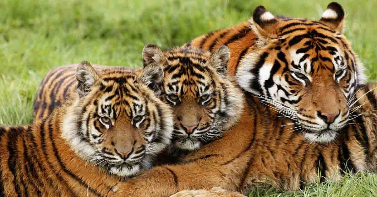 बोर अभयारण्यात वाघांचा संचार वाढला; चार नव्या वाघांची नोंद Vardha Marathi News | Tiger movement ...