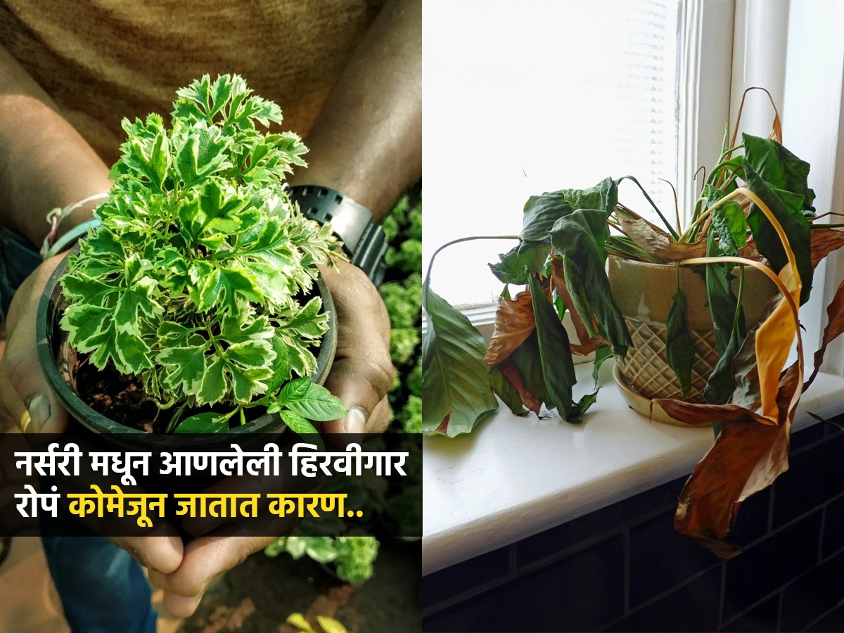 नर्सरीत हिरवीगार-फुललेली रोपं घरी आणलं की कोमेजतात? ५ चुका टाळा-पाहा ...