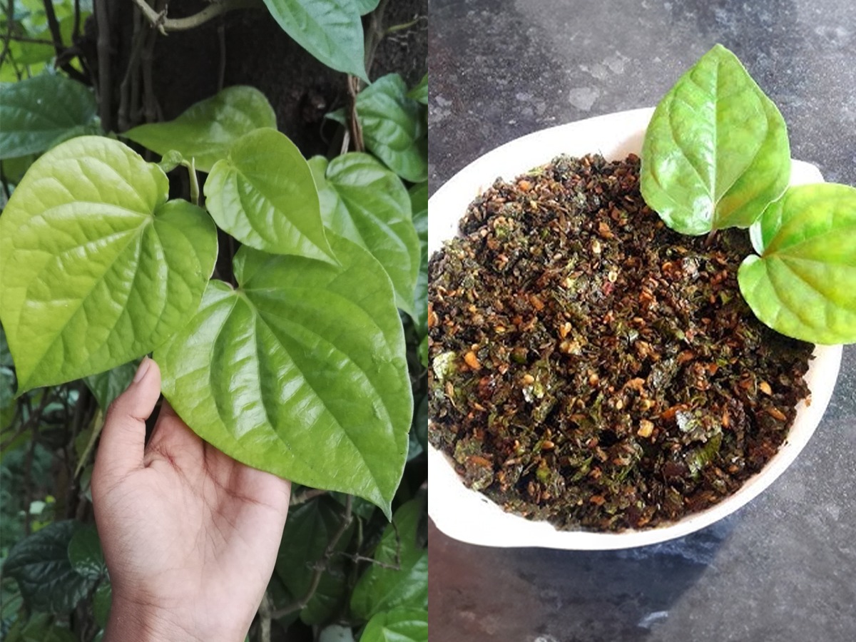माहूर गडावर मिळतो तसा तांबूल घरी करायचा? बघा सोपी रेसिपी, १० मिनिटांत ...