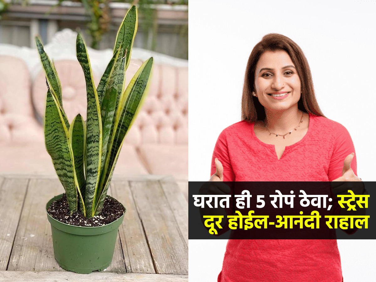 सतत स्ट्रेस घेत असता? घरात 'ही' ५ झाडं ठेवा, पॉझिटिव्हीटी राहील-अजिबात ...