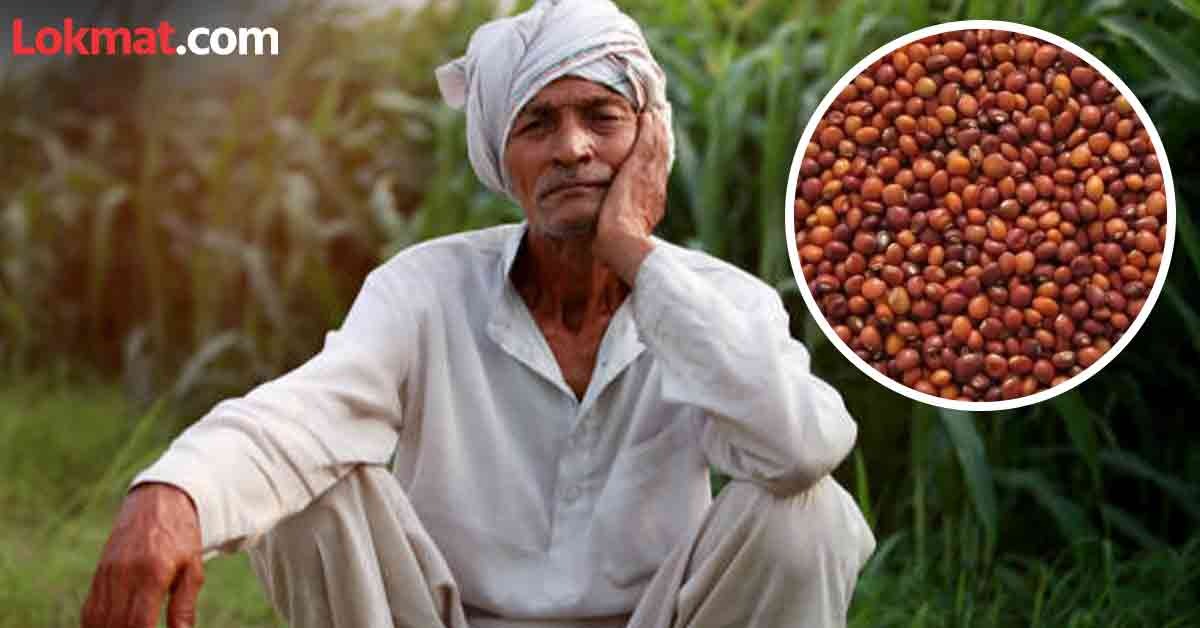 तुरीला ९ हजार रुपयांवर भाव; पण शेतकऱ्यांच्या पदरात काय? - Marathi News ...