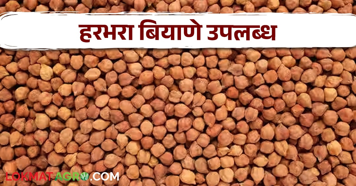 Harbhara Seed : परभणी कृषी विद्यापीठात हरभरा बियाणे उपलब्ध, जाणून घ्या ...