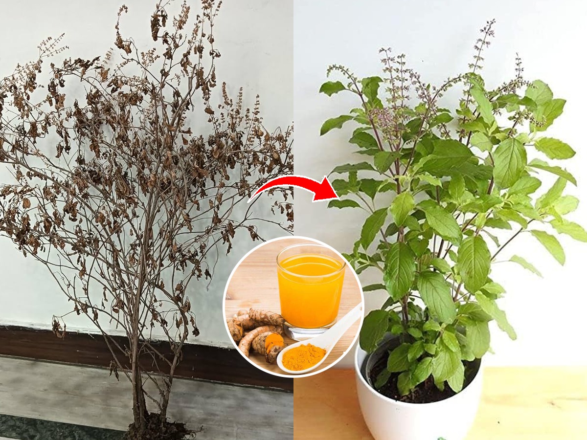 तुळशीच्या रोपावर शिंपडा हे ‘पिवळं’ पाणी, तुळस कधीच कोमेजणार नाही ...