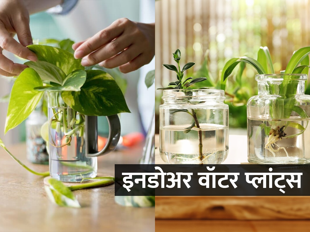 बाल्कनीत कुंड्या ठेवायला जागा नाही? घरात बाटलीमध्ये पाण्यात लावा 'ही ...