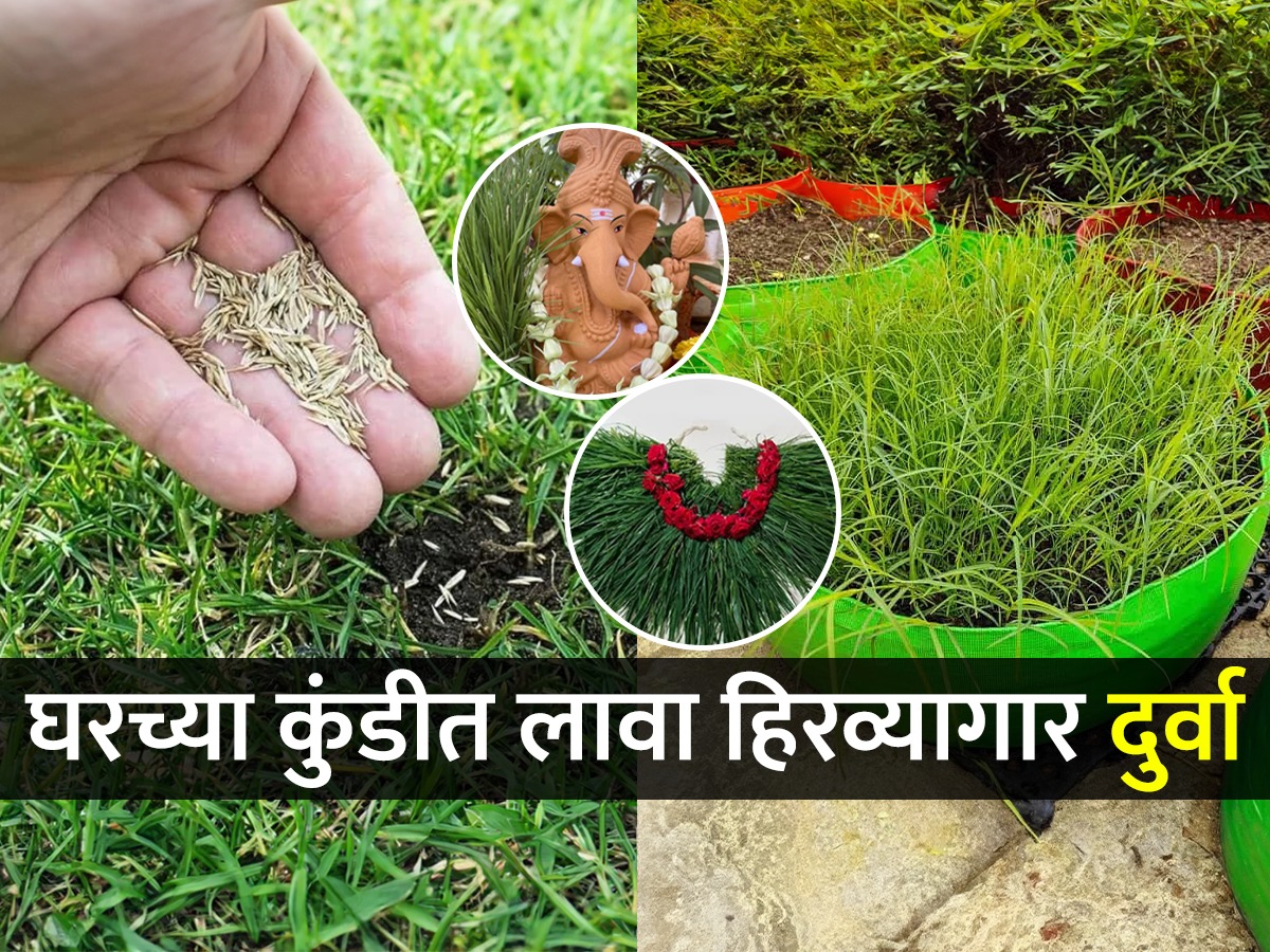 कुंडीत दुर्वा लावण्याची पाहा सोपी ट्रिक, छोट्याशा कुंडीतही वाढेल दाट ...