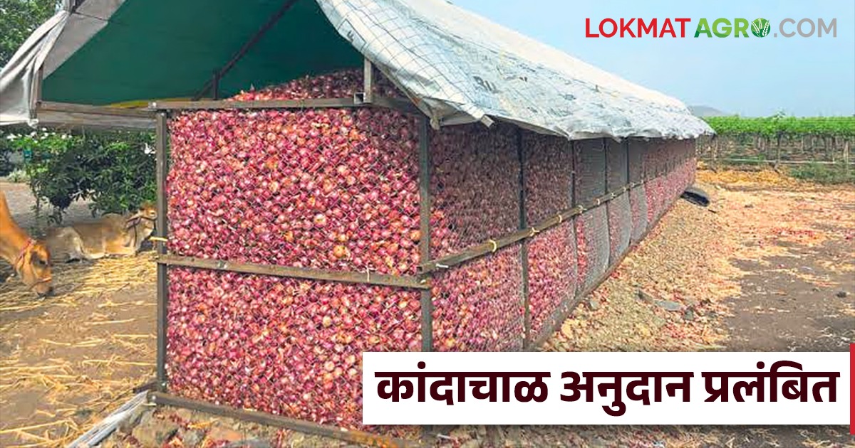 Kanda Chal Anudan : कांदा चाळीचे 2 कोटी 3 लाखांचे अनुदान अजूनही ...