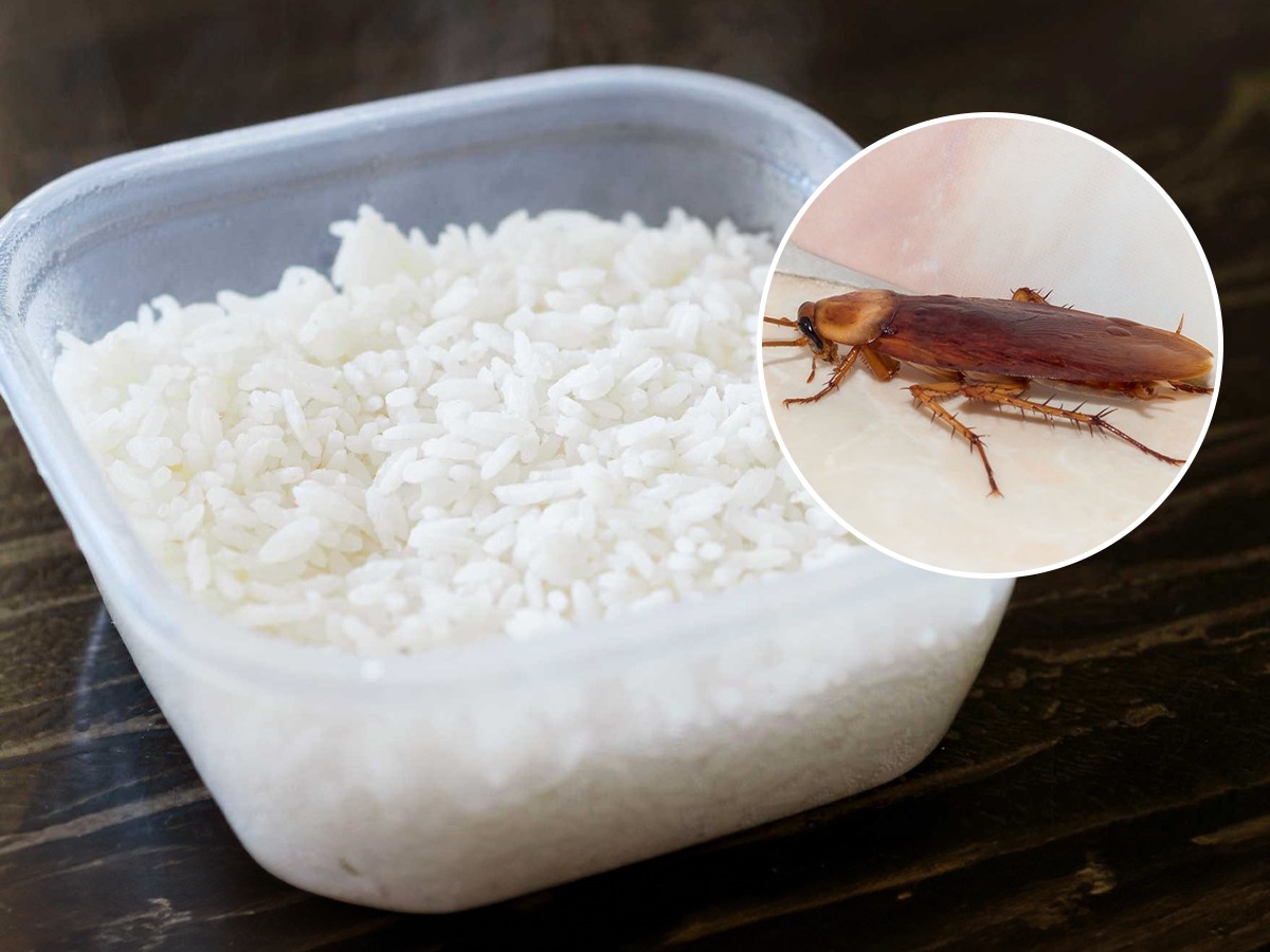 उरलेला भात वापरा, घरभर दिसणारी झुरळं होतील गायब! पाहा एक भन्नाट आणि ...