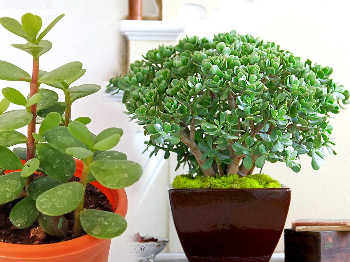 तुमच्या घरात जेड प्लांट असायलाच हवं, कारण....; वाचा जेड प्लांट घरात ...