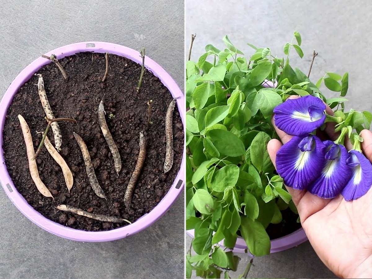 गोकर्णाला भरपूर फुलं येण्यासाठी ५ टिप्स- निळ्याशार फुलांनी बहरून जाईल ...