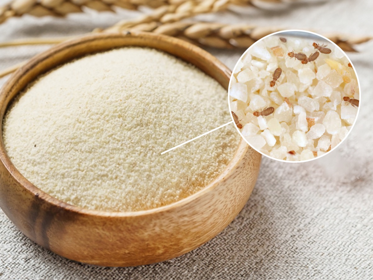 रव्यात अळ्या होतात, कीड लागते? ५ सोपे उपाय, रवा अजिबात खराब होणार नाही ...