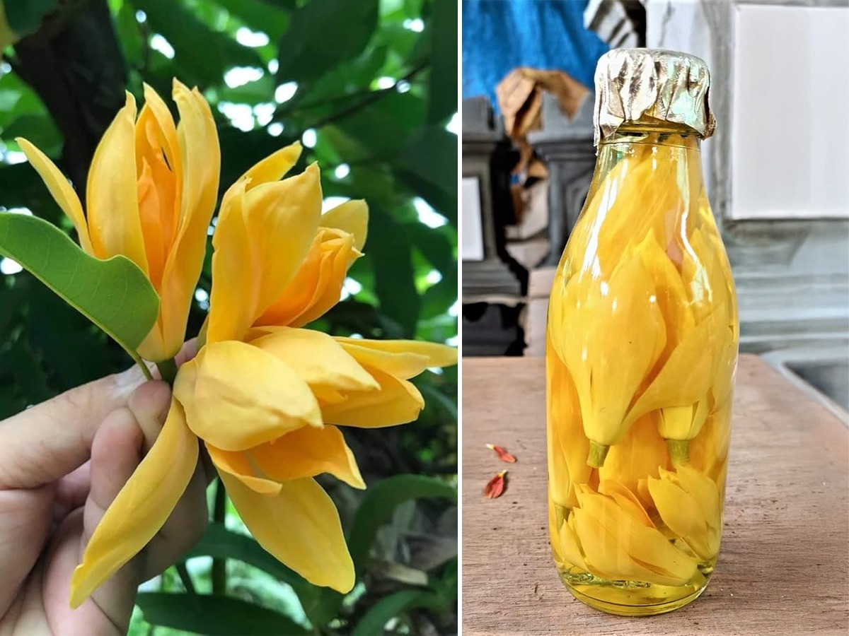 बाजारात मिळणारी ' चाफा बॉटल ' आता करा घरी, फक्त १ गोष्ट हवी ...