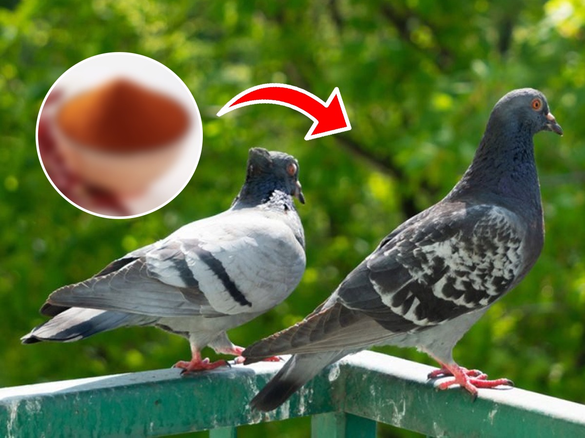 बाल्कनीत फडफडणारच नाहीत कबुतर, ३ उपाय पाहा-कबुतरांचा त्रास कायमचा होईल ...