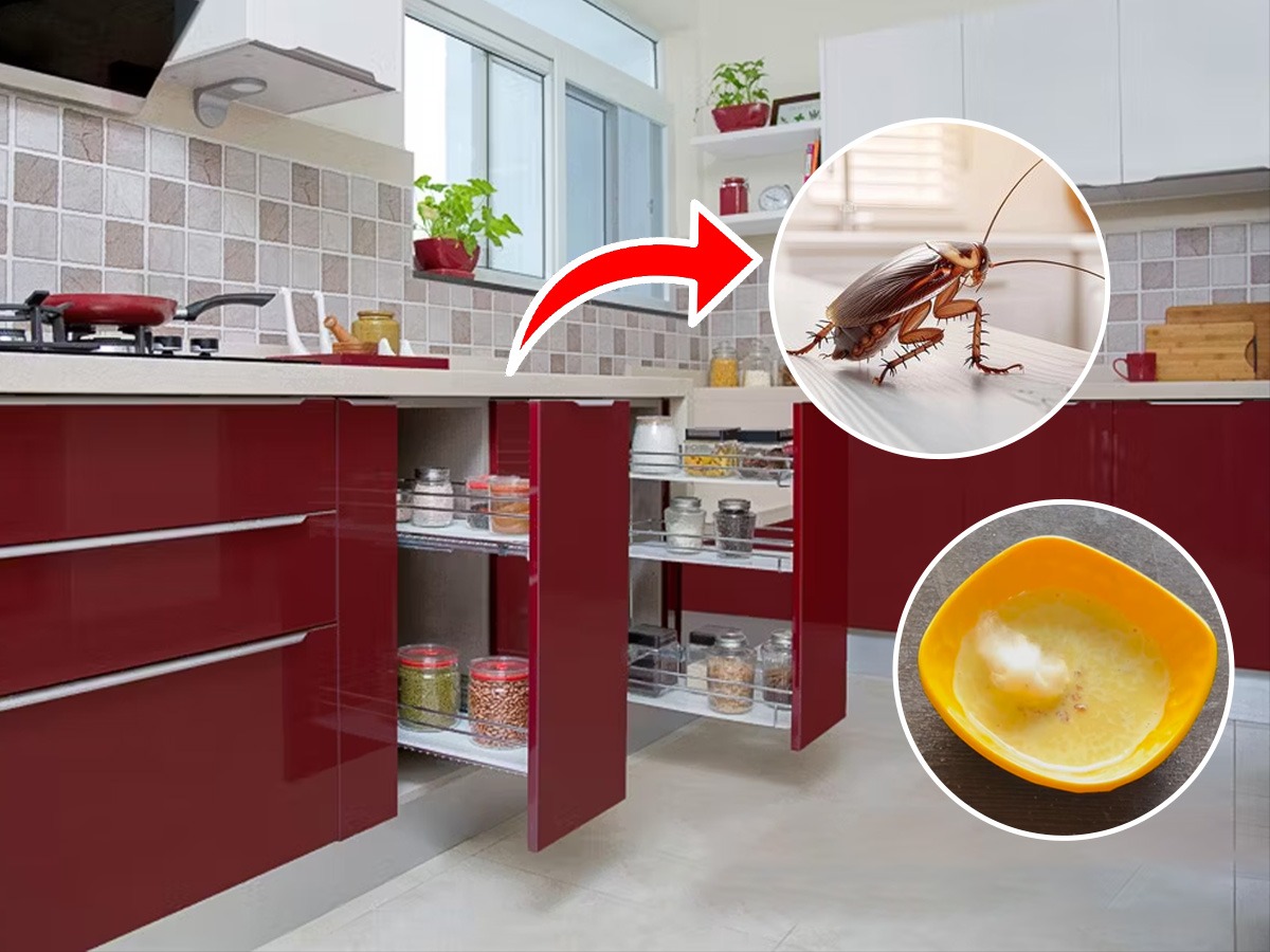 किचन ट्रॉली, फ्रिजमध्ये झुरळांचा सुळसुळाट? करून पाहा खास घरगुती उपाय ...