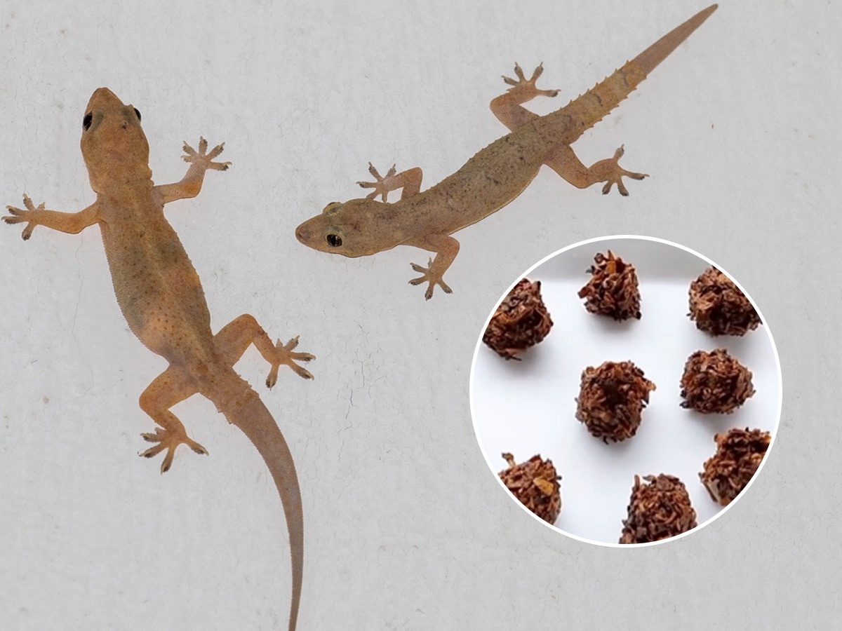 पालींचा कायमचा बंदोबस्त करण्याचा १ खास उपाय! पुन्हा चुकूनही घरात पाल ...