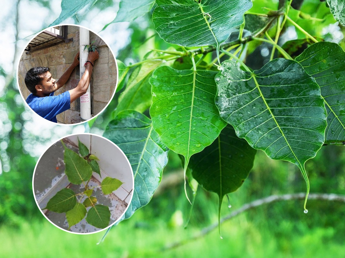 घराच्या भिंतीत किंवा पाईपवर पिंपळाचं रोप उगवलंय? १ भन्नाट ट्रिक - त्रास ...