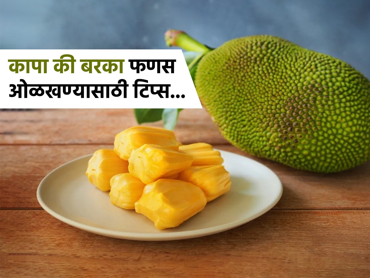 फणस कापा की बरका? ओळखण्यासाठी फक्त ६ टिप्स, अंदाज चुकणार नाही! गरे खा ...
