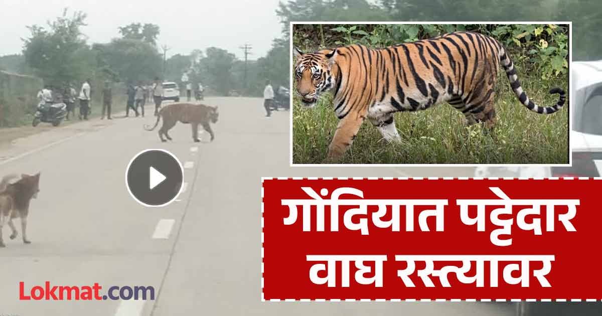 गोंदियात भरदुपारी वाघाचे दर्शन! साकरीटोला-अंजोरा मार्गावर खळबळ Gondia Marathi News | Tiger ...