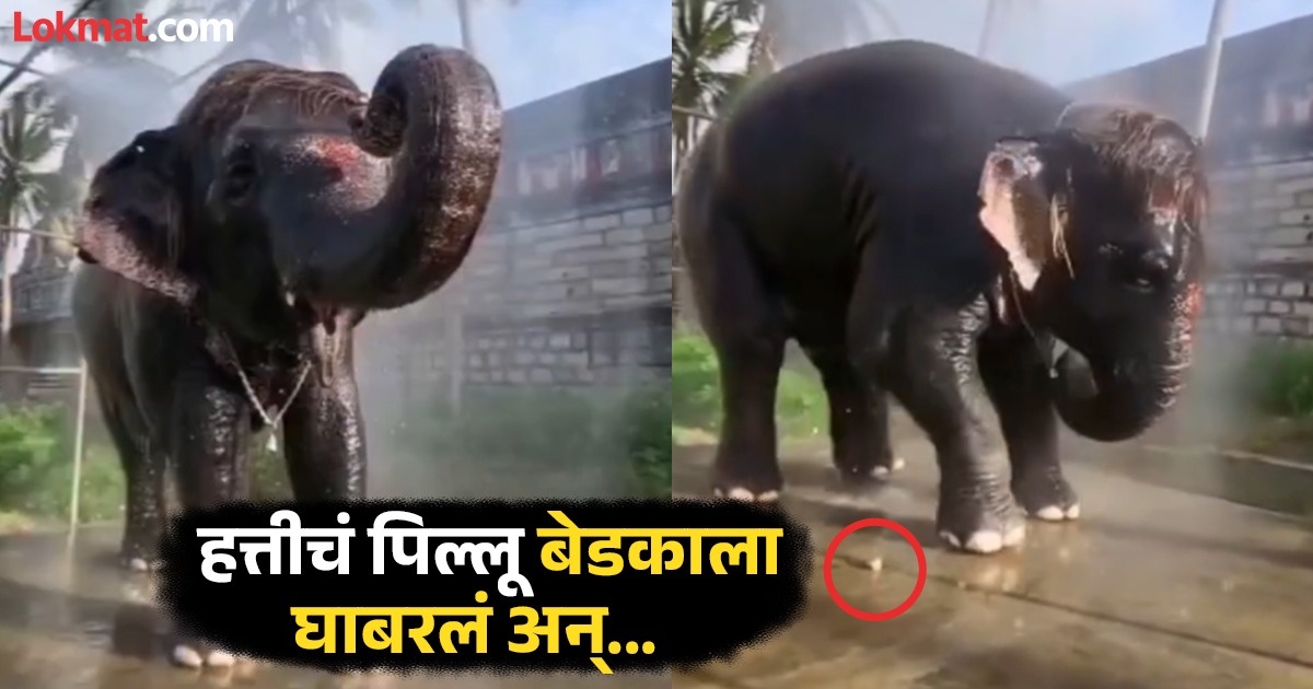 Viral Video : हत्तीचं पिल्लू इवल्याशा बेडकाला घाबरलं; क्यूटनेस ...